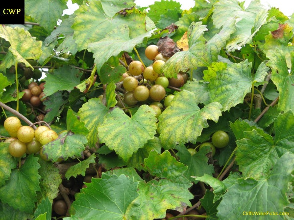 Enoree River Vineyards and Winery | Cliff's Wine Picks